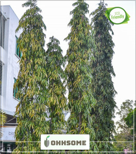 OhhSome Pendula Ashoka For Planting Indian Fir Tree Home Garden Tree ...