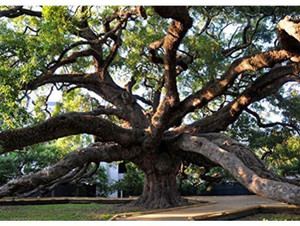 OhhSome Palisandre Beete Tree Seeds Seed Price in India - Buy OhhSome ...