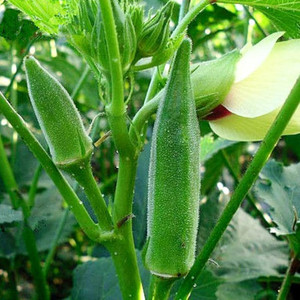 First Crop F1 Hybrid Okra Bhindi Vegetable Lady's Finger Seed Price in ...