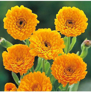 OhhSome Flower Seeds : Genda Pot Marigold Yellow Flower Seeds Growing ...