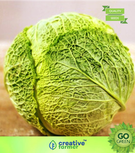 creative farmer Vegetable Seeds Kobij Seeds - Cabbage Seeds High ...