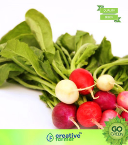 creative farmer Vegetable Seeds Mula Seeds - Radish Half Red Seeds ...