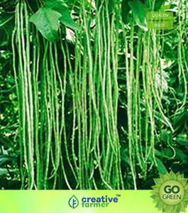 creative farmer Vegetable Seeds Vigna Unguiculata Seeds - Cowpea (Vj ...