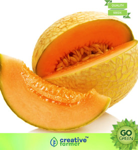 creative farmer Vegetable Seeds Budame Kayi Seeds - Muskmelon Seeds For ...