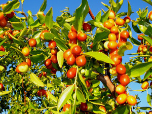 NV Live Red Jujube/Lal Ber Grafted Fruit Plant With Pot - Healthy Price ...