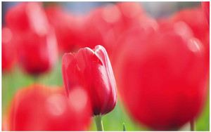 Flower Wall Big Size Flex Poster 36X48 Inch F-184 Paper Print - Art ...