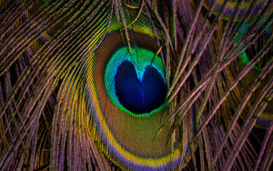 MAYOR PICKOK Fine Art Print - Decorative posters in India - Buy art ...