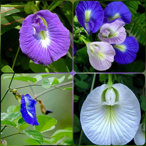 SHOP 360 GARDEN SHANKHPUSHPI / APARAJITHA / SANGU POO / CLITORIA ...