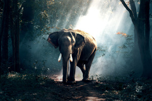 Mystic Elephant FineArt Wall Poster Without Frame Paper Print - 18 ...