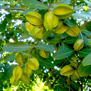 SHOP 360 GARDEN Sacred Terminalia arjuna, Arjun Tree, Shade Tree Seeds ...