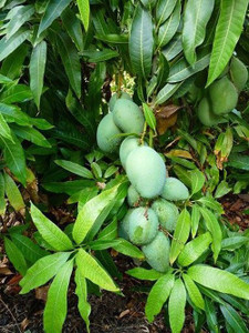 Trothic Gardens Rare Dwarf Mango Plant " Moovandan " grafted 1 Healthy ...