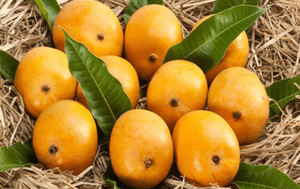 Trothic Gardens Dwarf Alphonso Mango Plant King Of Mango Grafted Plant ...