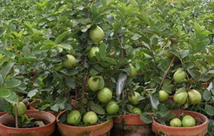 Trothic Gardens 1 Healthy Rare Live Plant ' Dwarf Guava ' psidium ...