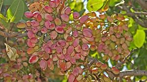 Trothic Gardens Rare Pistachio Pistacia vera Pista Live Plant (1 ...