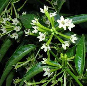 Vamsha Nature Care Jasmine Plant Price in India - Buy Vamsha Nature ...