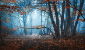 lovely forest scene |Wall Poster Sticker|Motivational Poster|Funky ...
