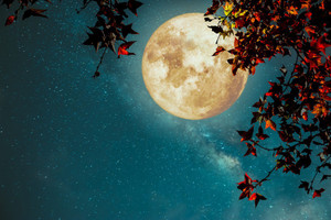 full moon |Wall Poster Sticker|Motivational Poster|Funky Poster|Posters ...