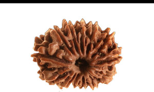 RUDRA DIVINE 13 mukhi rudraksha original with certified / 13 face ...