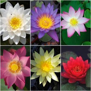 ROSEMERC 6 COLOUR LOTUS SEEDS (24 PER PACKET) Seed Price in India - Buy ...