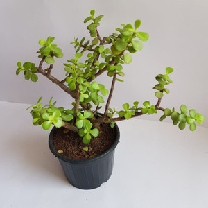 Kyaari Plants & Crafts Jade Plant Price in India - Buy Kyaari Plants ...