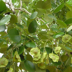 Green World RED SANDALWOOD / LAL CHANDAN / PTEROCARPUS SANTALINUS SEEDS ...