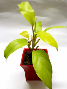 GHF Money Plant Price in India - Buy GHF Money Plant online at Flipkart.com