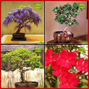 OhhSome Heirloom Seeds Combo Bonsai Suitable : Jacaranda Mimosafolia ...