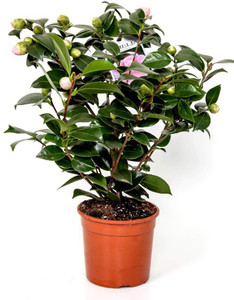 Vamsha Nature Care Pilkhan Plant Price in India - Buy Vamsha Nature ...