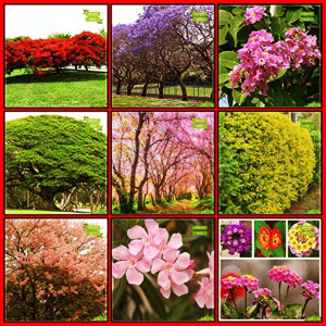 OhhSome High Germination Combo Tree Seeds : Blue Jacaranda, Flame Tree ...
