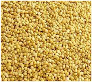 Aquanature yellow millet seeds 1 kg Dry Young, Adult Bird Food Price in ...