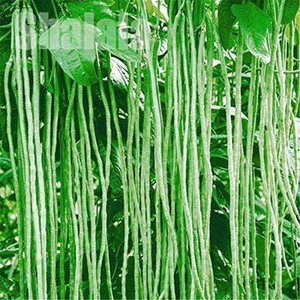 KANAYA Indian Vegetable Beans Singra Hybrid Seed Price in India - Buy ...