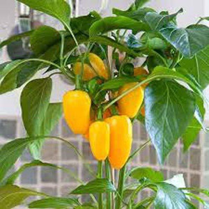 VibeX ® VLR-228 Yellow Capsicum Vegetable Seeds Seed Price in India ...
