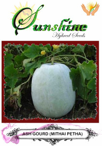 SUNSHINE ASH GOURD (MITHAI PETHA) SEEDS (Pack of 350 SEEDS) Seed Price ...