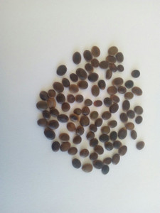 Bokashi bran Albizia Odoratissima (Sila Vaagai) Tree Seed 500G Seed ...