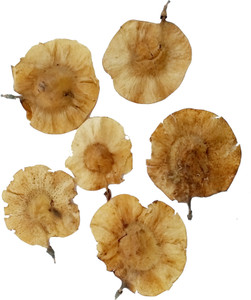 Bokashi bran Pterocarpus Marsupium (Vengai) Tree Seed 100G Ã¢Â Â¦ Seed ...