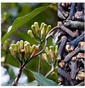 Dhavesai Clove Plant Price in India - Buy Dhavesai Clove Plant online ...