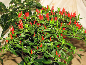 Trothic Gardens Birds Eye Chilli Seeds Seed Price in India - Buy ...