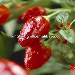 Trothic Gardens Rare F1 Hybrid Bullet Chilli Vegetable Seeds Seed Price ...