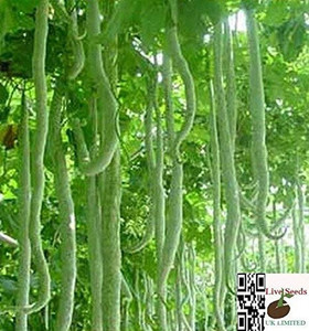 Trothic Gardens Hybrid Vegetable Seeds Giant Snake Gourd Chachinda ...