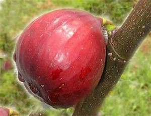 Nema Dwarf Fig Tree Fruit Seeds-Red-15PCS Seed Price in India - Buy ...