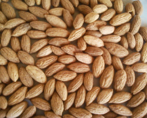 Srushtitraders Olive Tree Seeds Seed Price in India - Buy ...