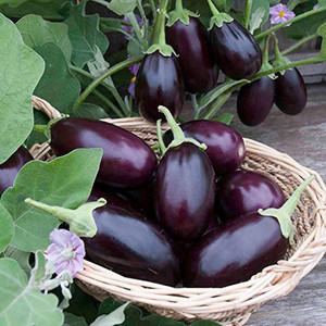 ORETIC Brinjal Black Beauty Hybrid Seeds Seed Price in India - Buy ...