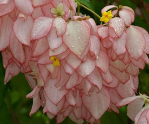 Vamsha Nature Care Pilkhan Plant Price in India - Buy Vamsha Nature ...