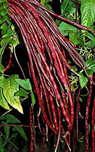 Trothic Gardens RED COWPEA LOBIA SEEDS Seed Price in India - Buy ...