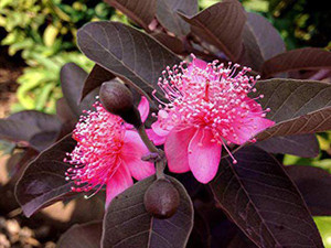 Trothic Gardens Tropical Dwarf Rare Psidium guajava" Purple Guava ...