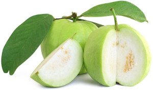 Trothic Gardens Dwarf Thailand Giant Guava Psidium guajava 1 Healthy ...