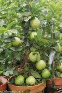 Trothic Gardens Dwarf White Indonesian Seedless Guava Psidium guajava 1 ...
