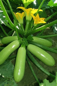 SHOP 360 GARDEN High Yielding Hybrid Green Long Squash Seeds - Pack of ...