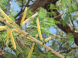 SHOP 360 GARDEN Khair Tree Seeds - Senegalia Catechu Tree, Babul, Cachu ...