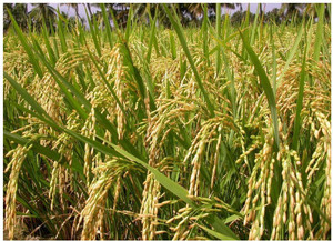 Abamec Navara Paddy Seed Price in India - Buy Abamec Navara Paddy Seed ...